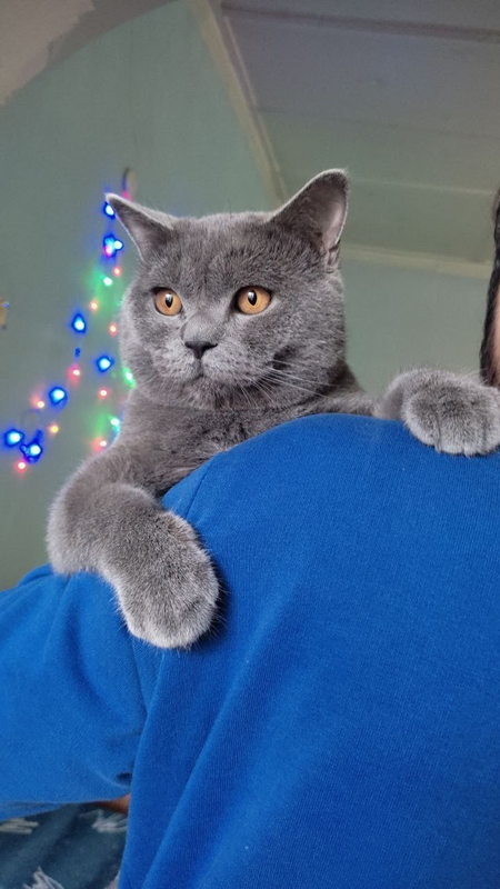 Британский кот продается