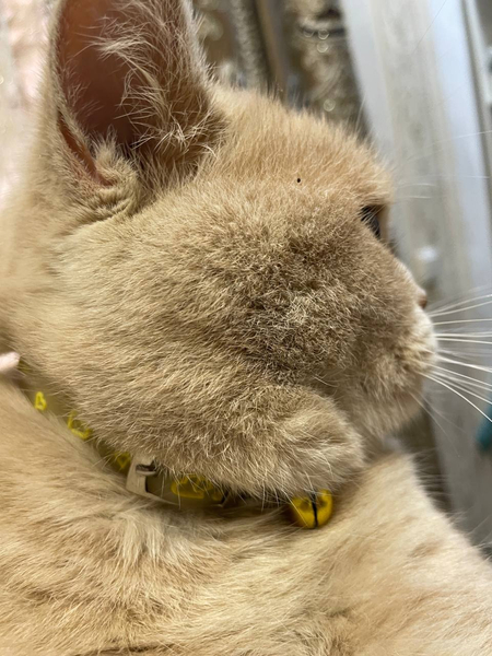 Скотиш страйд  породистый