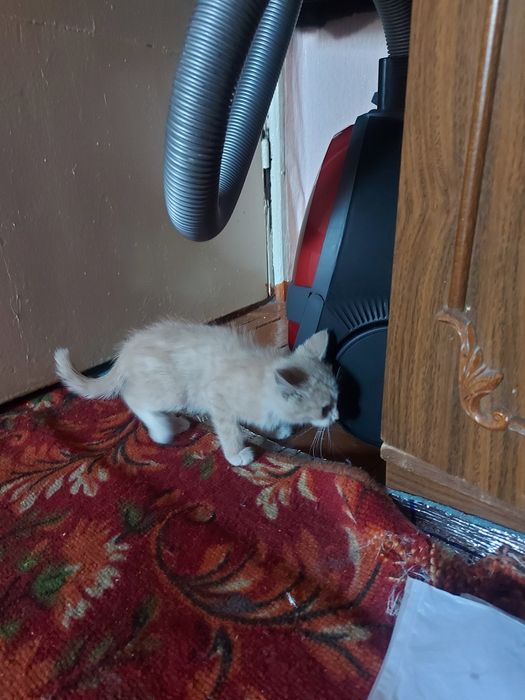 Продаётся ангорский кошка