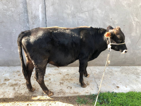 Buqachala Toshkent Zangiota rayoni