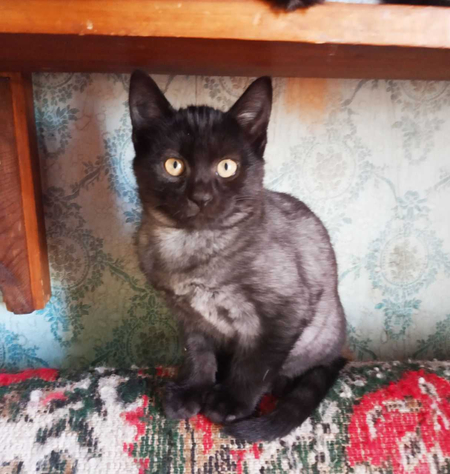 Котята в добрые руки. смотрите фото