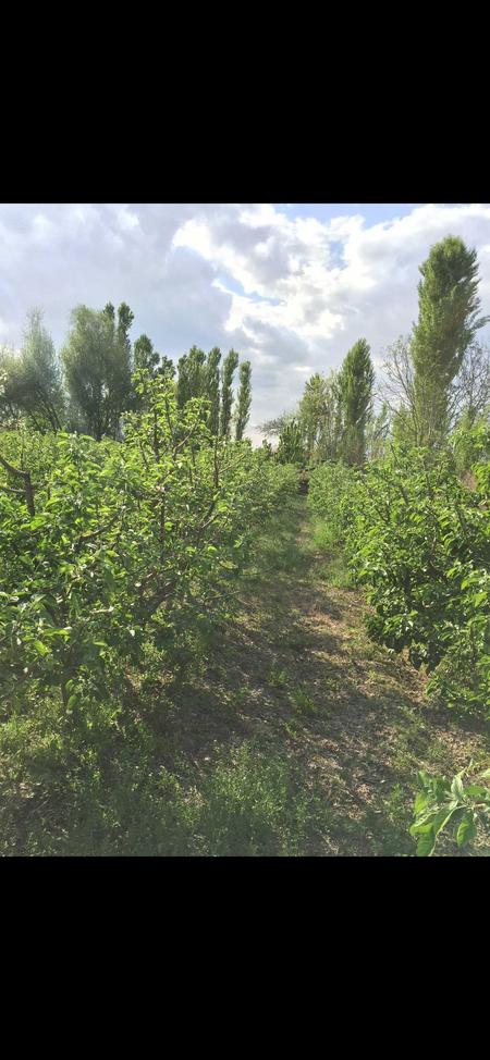 Xovli sotiladi Yangiyulda / Прoдаётся участок Земля 60 соток в Янгиюле