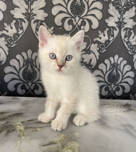 Котик скоттиш страйт
