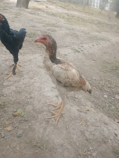 Mokiyonlar sotiladi