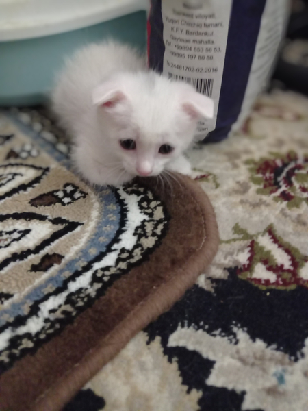 Продам вислоухие котята Срочно