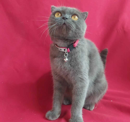 Продам вислоухую кошку.