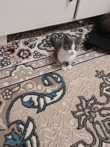 Котёнок девочка 2 месяца