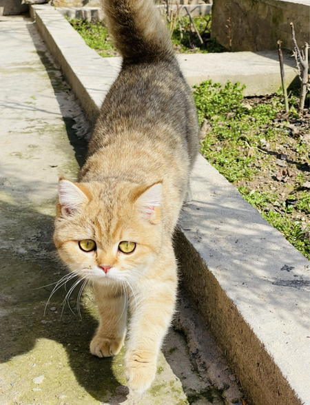 Продаются котята шиншиллы