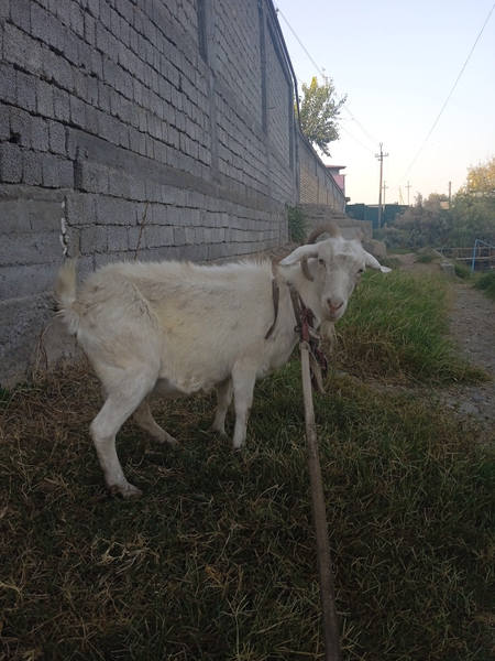 Продается коза молочной породы