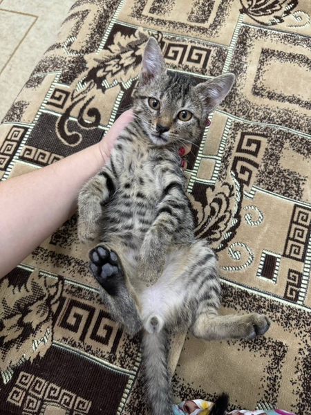 Котенок мальчик