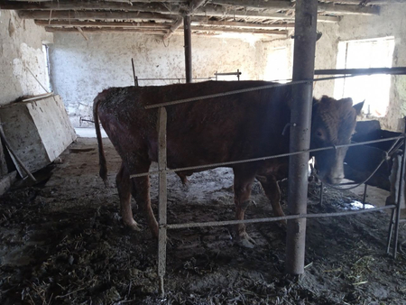 Buqa    sotiladi