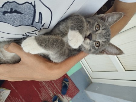 Европейская кошка