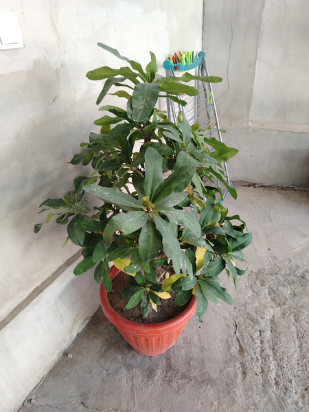 Gul sotaman 200 ming so\\\'m