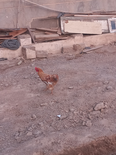 Xuroz brama huroz
