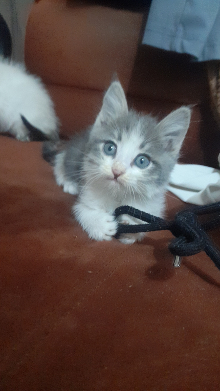 Срочно продаются котята полтора месяца