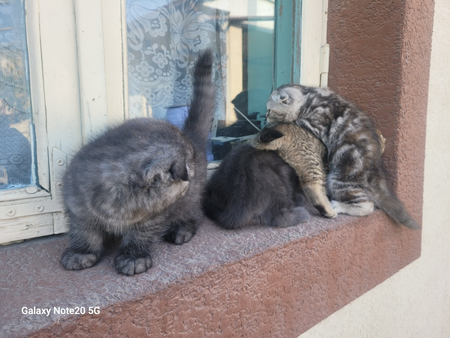 Продаётся котята Британские скоттиш фолд.3 х месячные