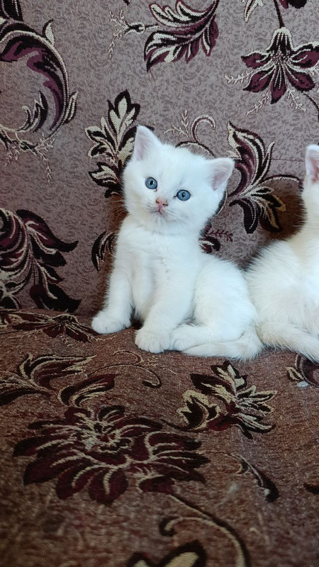 Продаются котята