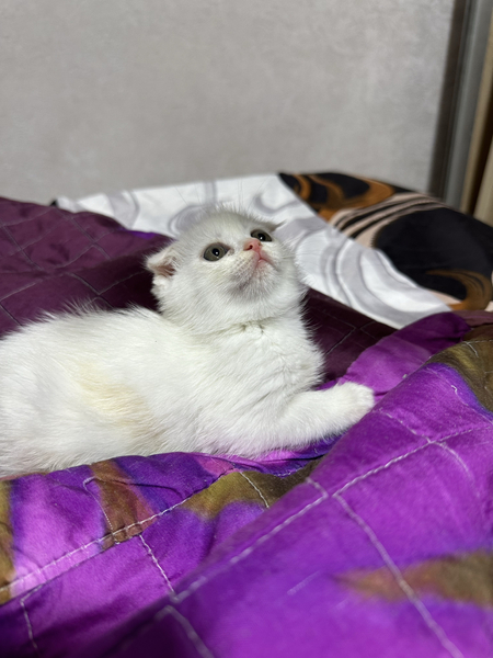 Скотиш фолд 45 дней