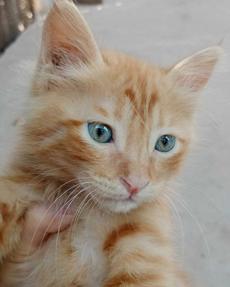 Продается милый котик