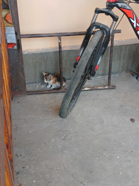 Котята домашние 2 месячные