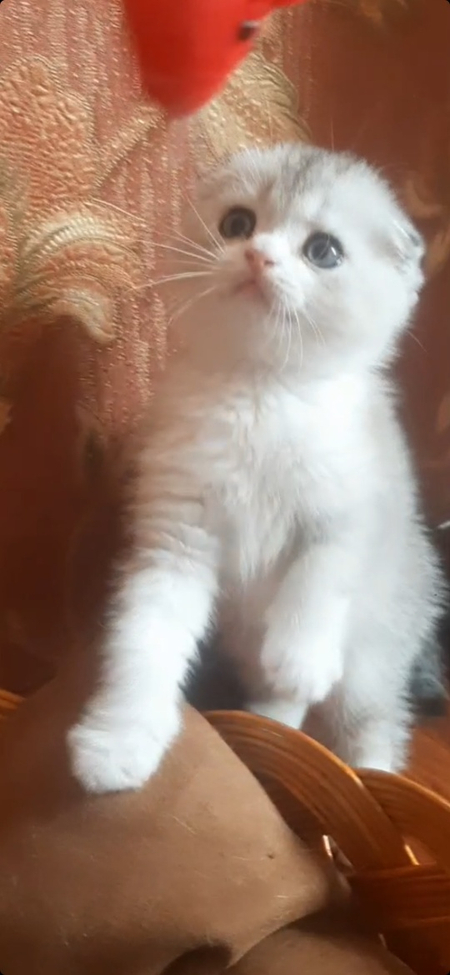 Мальчики скоттиш фолд