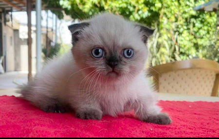 Шикарные Котята породы манчкин