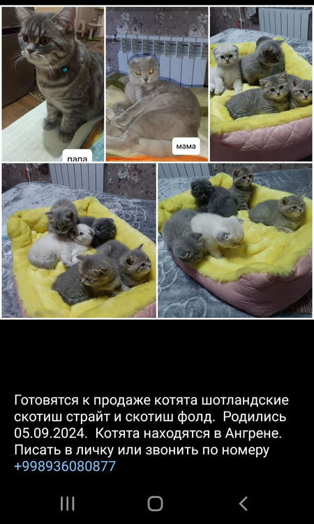 Шотландские вислоухие