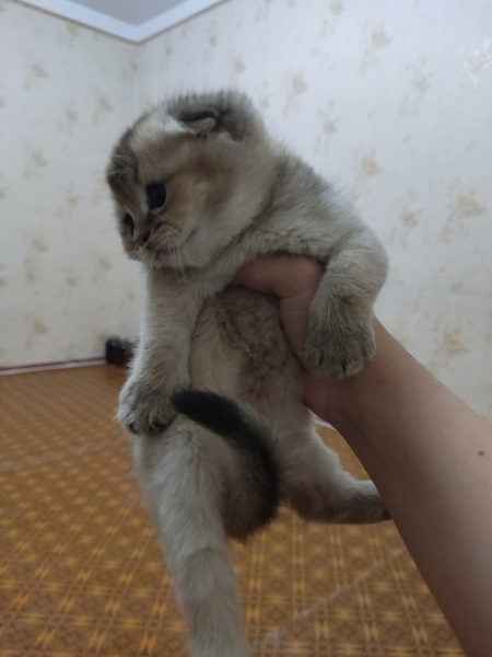 Scottish fold strayt