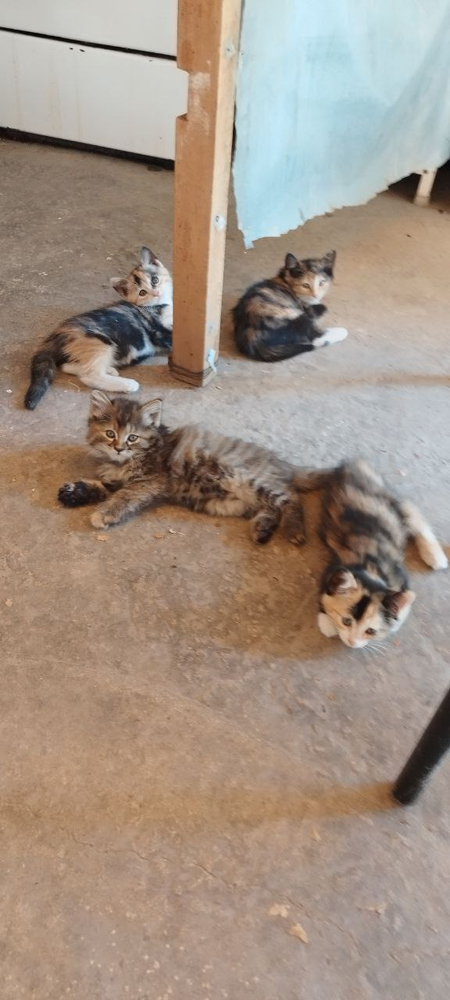 Отдам в хорошие руки котята