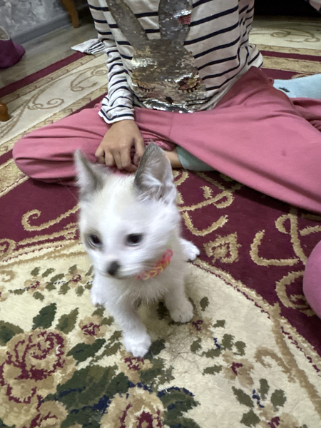 Котенок породистый сдаем в хорошие руки с лотком и с игрушками активна