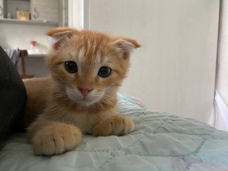 Скоттиш фолд 2,5 месяца игрывые