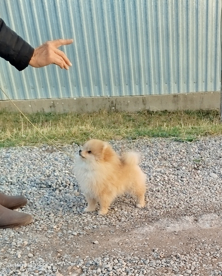 Померанский шпиц