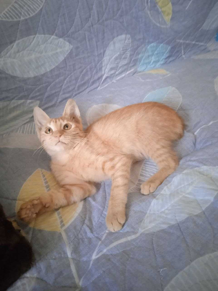 Рыжее счастье! Котенок в добрые ручки