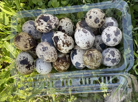 Bedana tuxum donaga 550 so'm optomda 10.000 so'm 20 dona