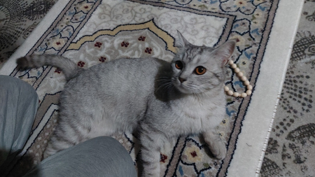 Скотиш стайт шиншилла сотилади