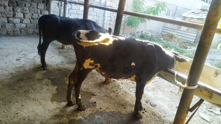 Buqachalar sotiladi toza mol