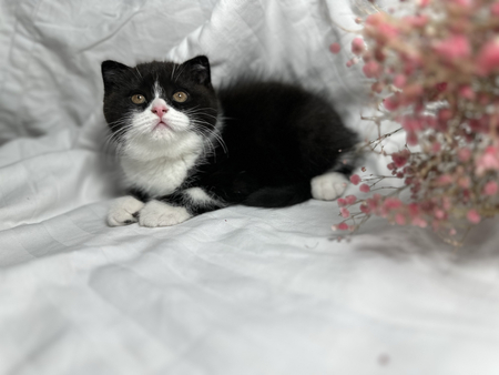 Продам котят