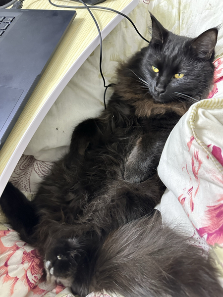 Котик мальчик -Марсик