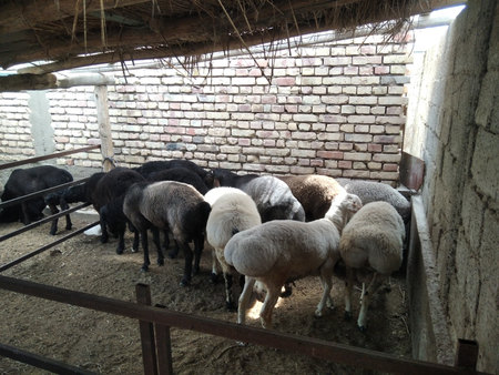 Quchqorlar sotiladi