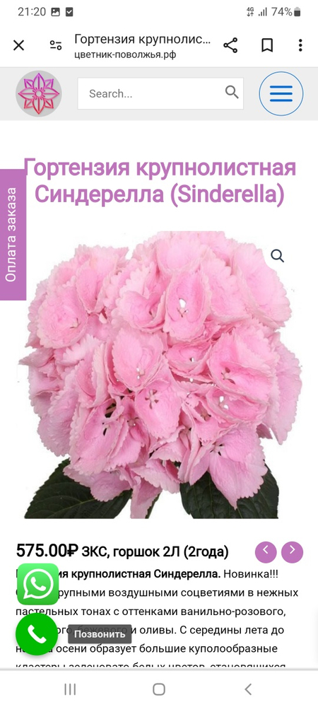Гортензия gortenziya