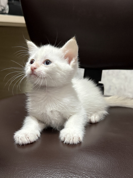 Котята в любящую семью