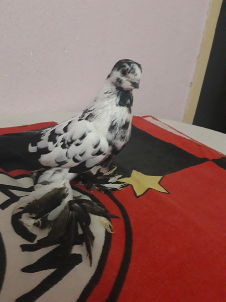 Продаётся самец.Соч.
