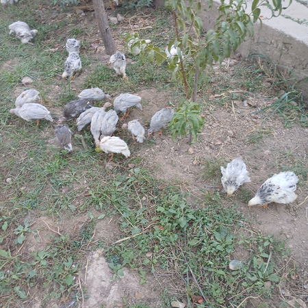 Sesarka jo‘jasi sotiladi