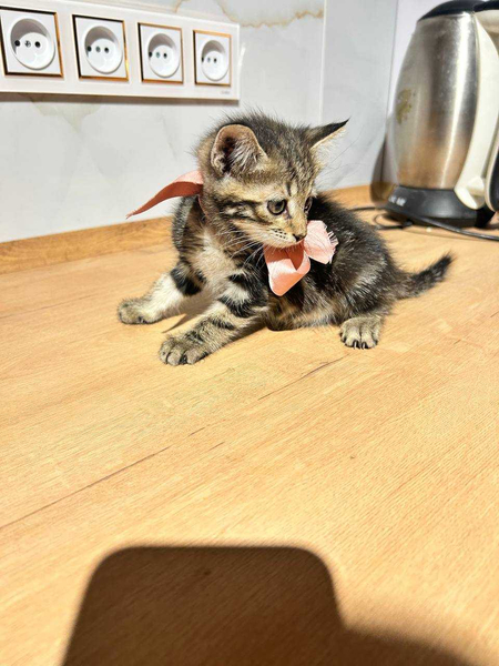 Котята (1,5 месяца) Девочки