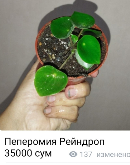 Продаются пепиромии фиттония