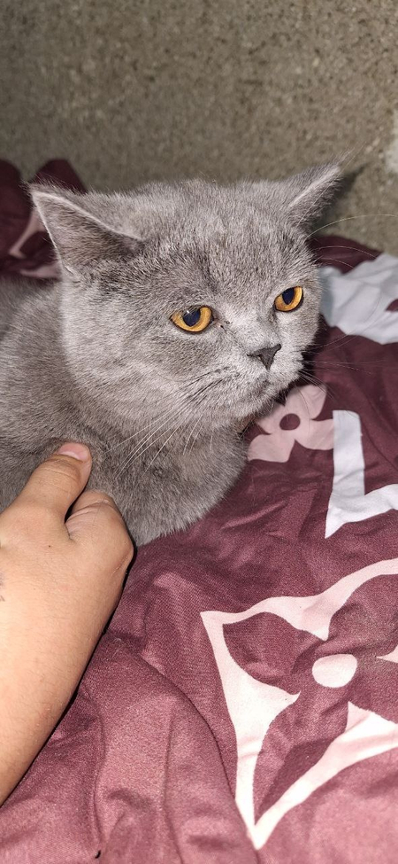 Siamski mushuk sotiladi