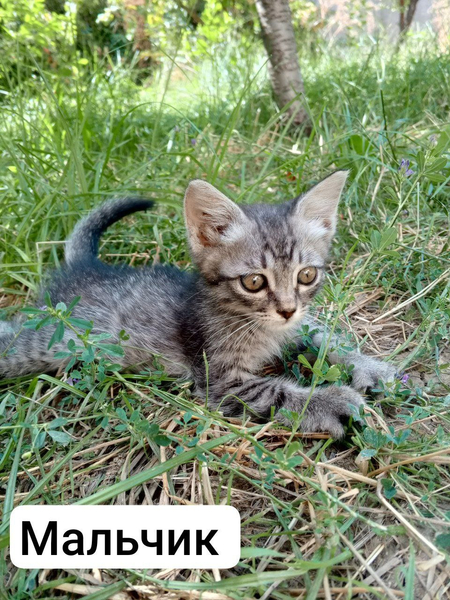 Отдам даром котят