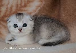 Продаются котята серебристые шиншиллы