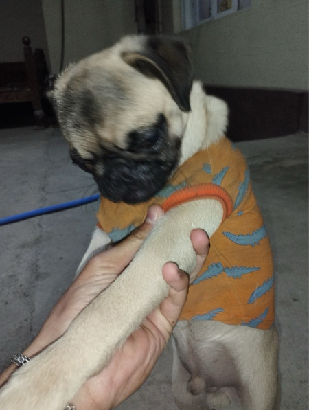 Mops kuchuk