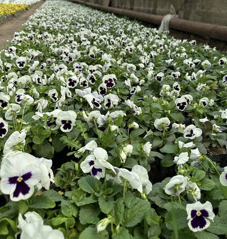 Viola / Виола / Капалак гул